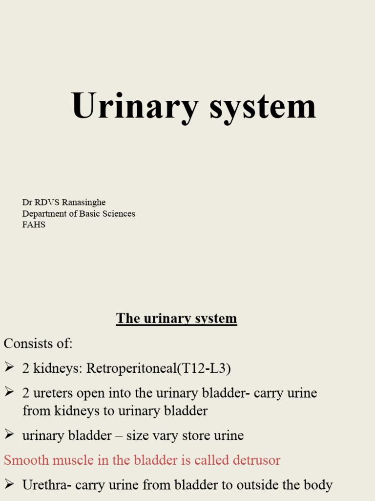 Human Physiology Urinary System | PDF | Kidney | Urinary System