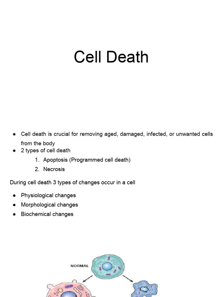Pathology; Cell Death | Download Free PDF | Apoptosis | Caspase
