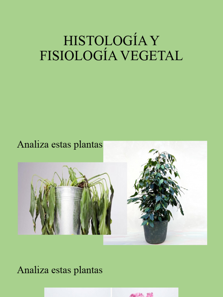 Histologia y Fisiologia Vegetal | PDF | Plantas | Fotosíntesis