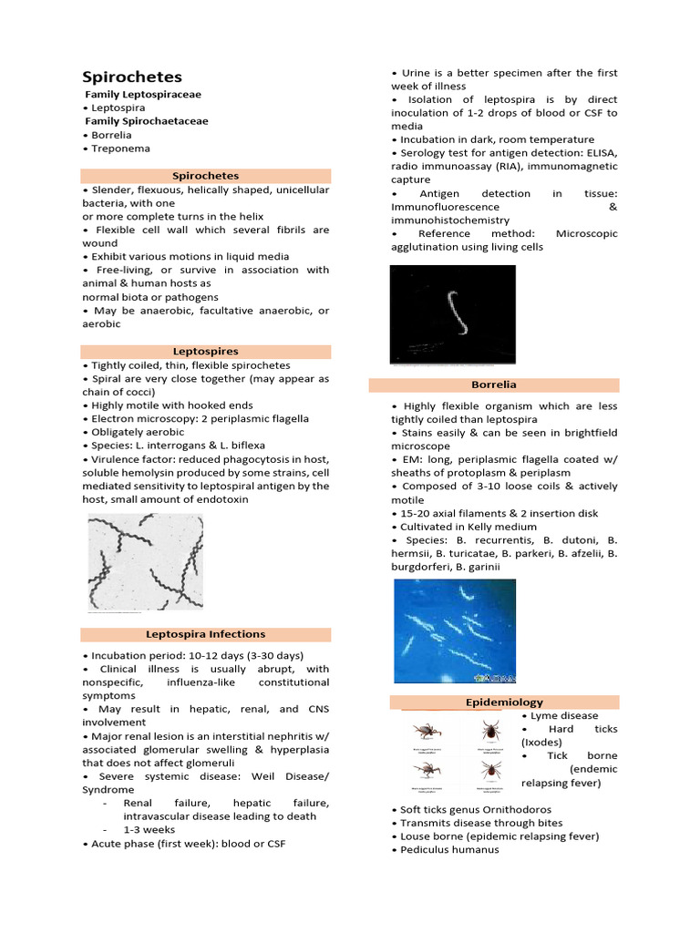 Microbiology of Spirochetes | PDF | Mycobacterium | Lyme Disease