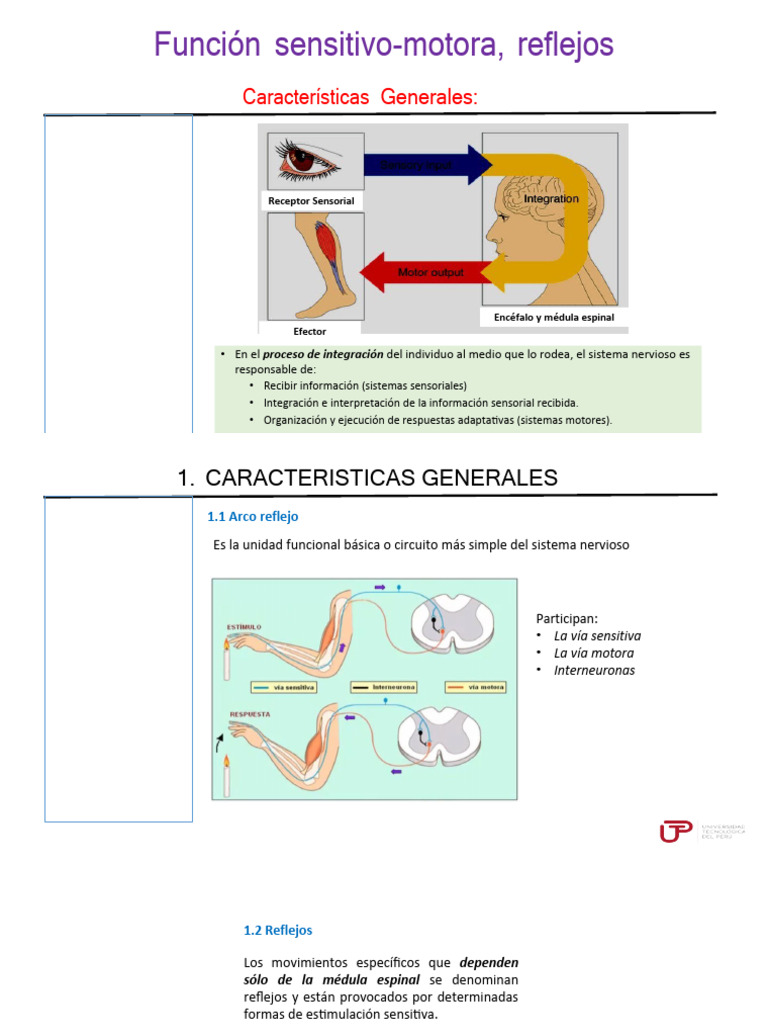 S11 - s1 - Reflejos | PDF | Músculo | Neurona motora