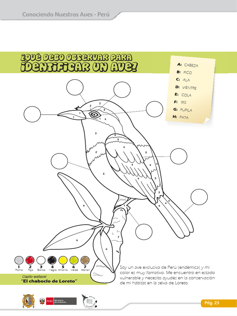 Coloreando Ando 4 | PDF | Aves | Ornitología