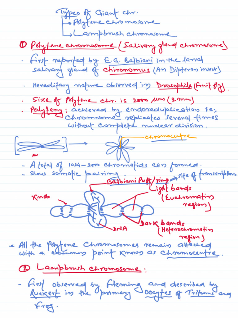 Giant Chromosomes | PDF