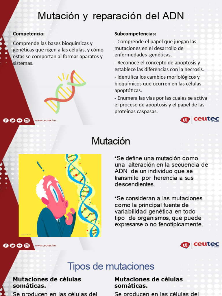 S4 Clase 7 Mutaciónes y Reparación Del ADN | PDF | Mutación | Adn