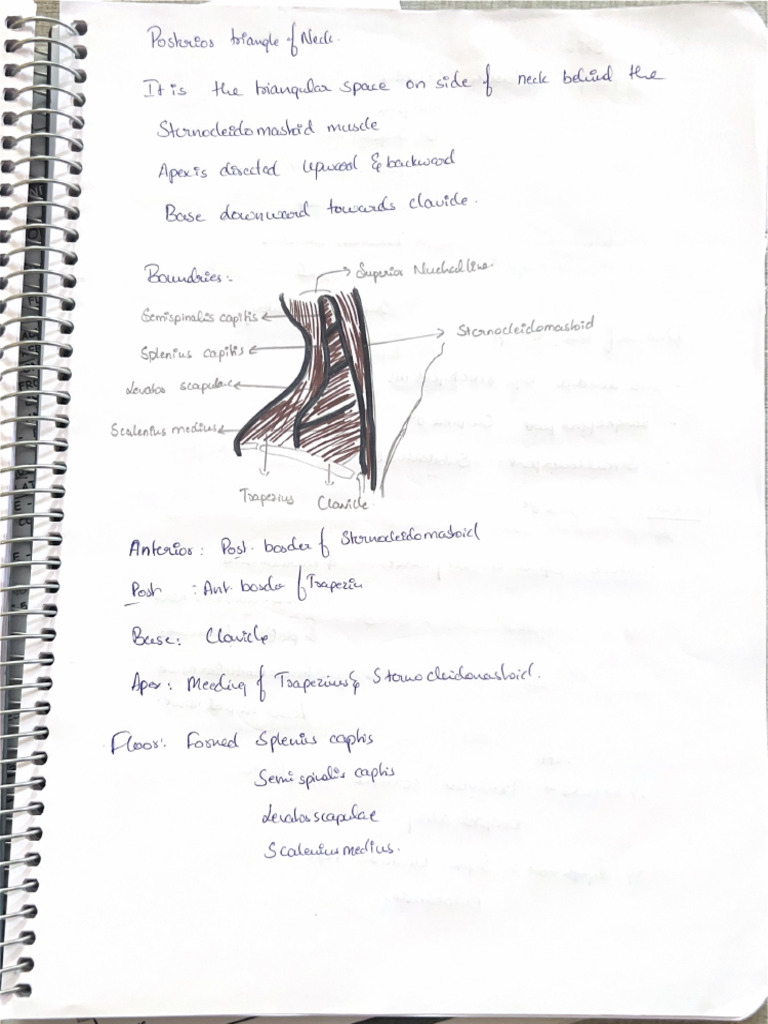 Anatomy Assignmet 5 Yashwanth V | PDF
