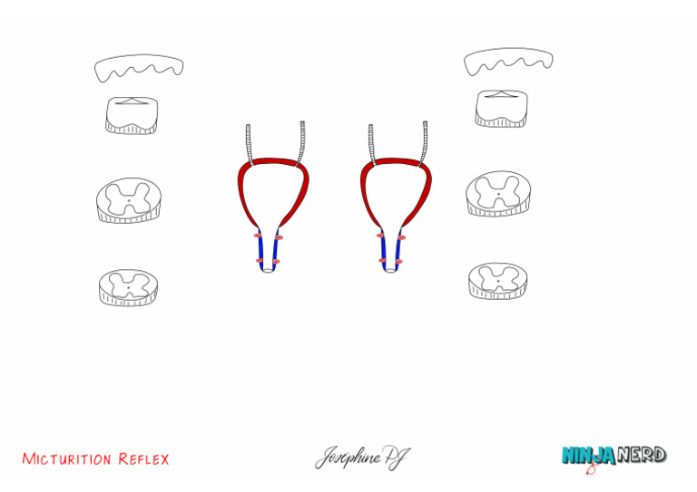 Renal Physiology) 08 Micturition Reflex - Handout | PDF Renal Physiology) 08 Micturition Reflex - Handout | PDF