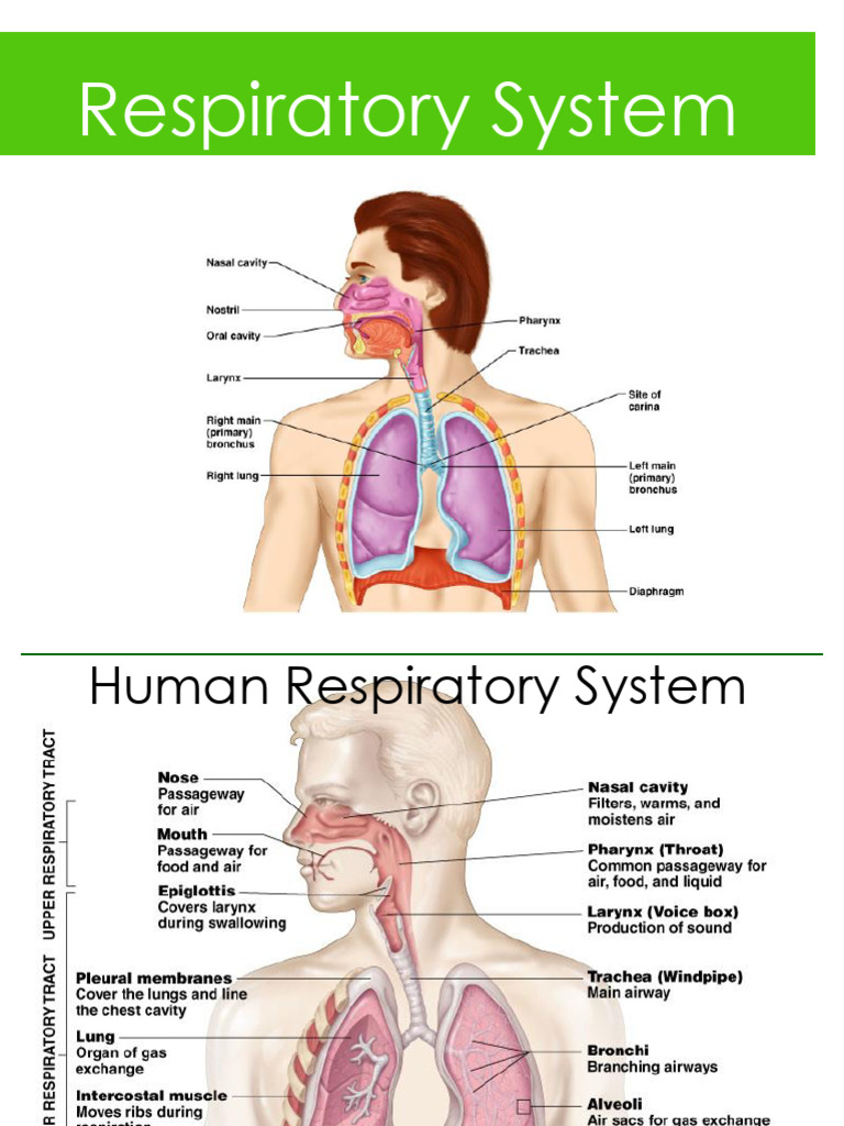 Respiration | Download Free PDF | Respiratory System | Respiratory Tract