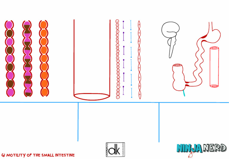 GI physiology] 12 Gi motility of the small intestine - Handout | PDF