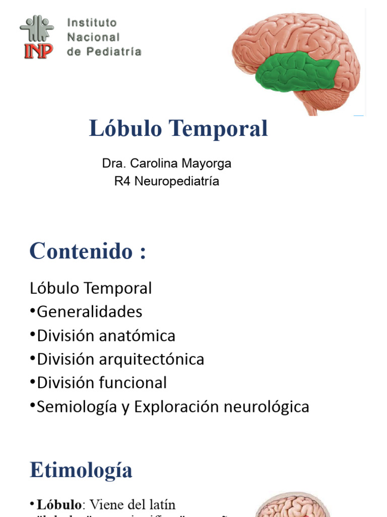 lobulo temporal casi final | PDF | Lóbulo temporal | Cerebro