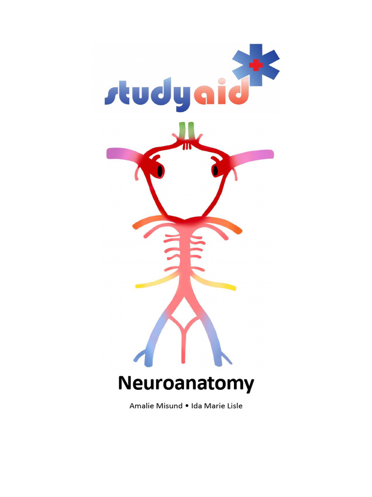 Neuroanatomy Study Guide for Students | PDF | Autonomic Nervous System ...
