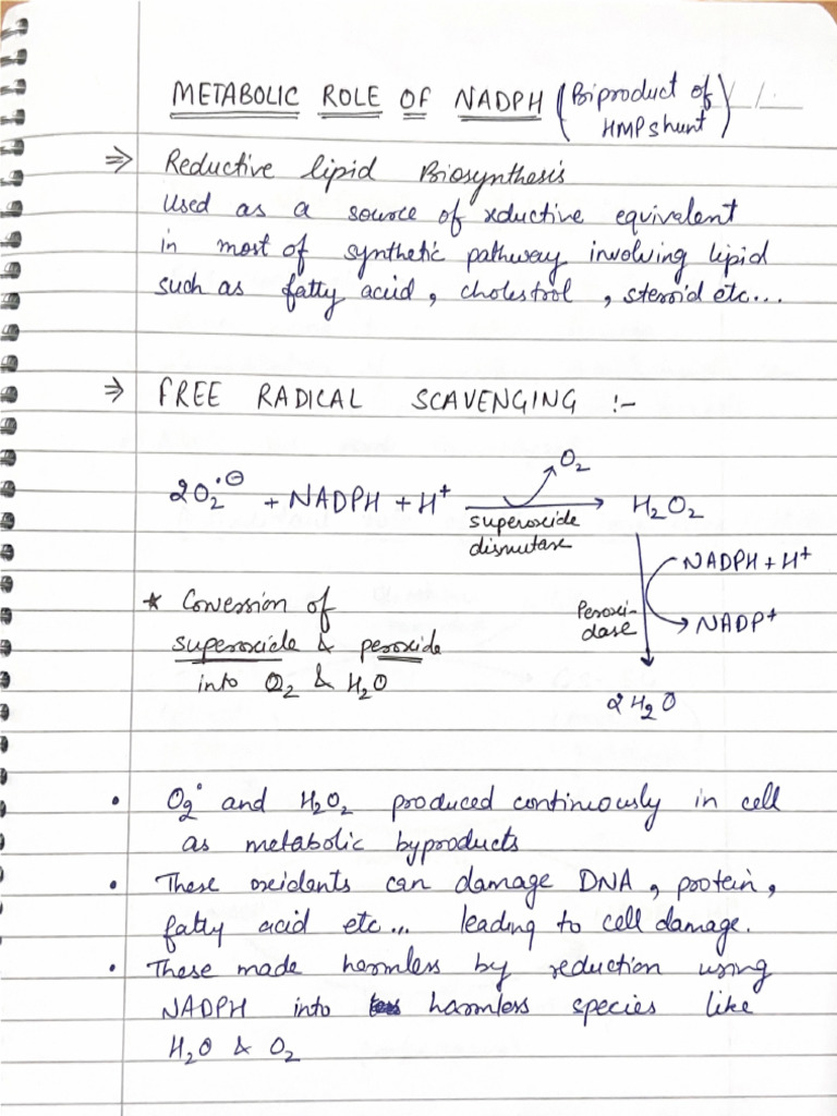 HMP Shunt Significance | PDF