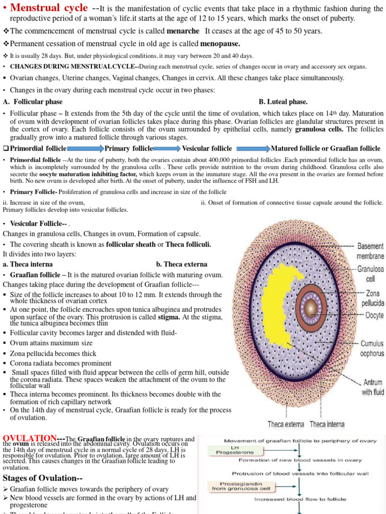 Menstrual Cycle 001 | Download Free PDF | Menstrual Cycle | Luteinizing ...