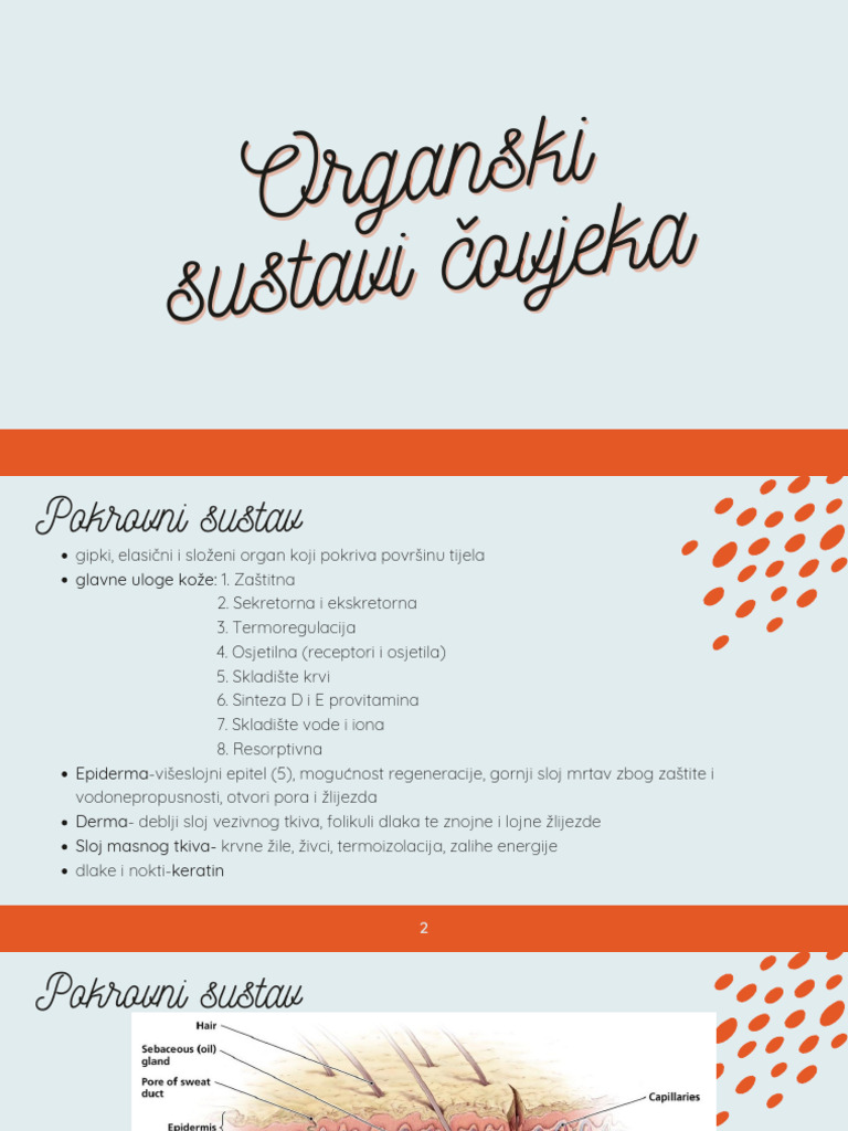 Organski Sustavi Čovjeka | PDF