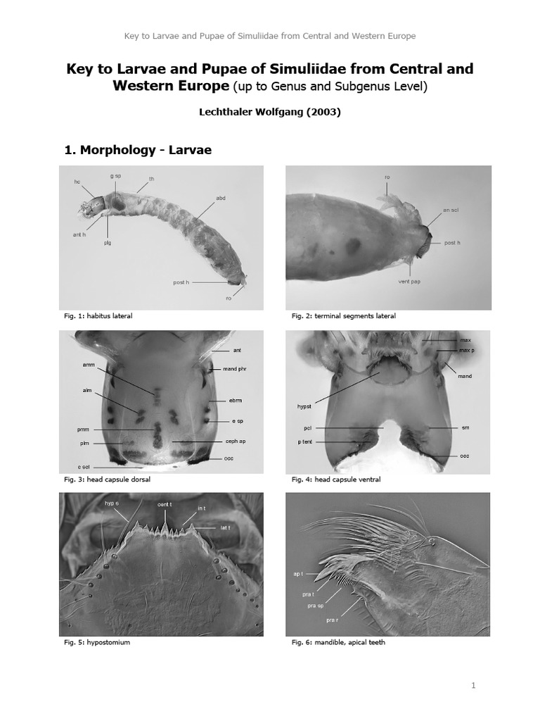 Simuliidae Larvae and Pupae Identification | PDF | Pupa | Anatomical ...