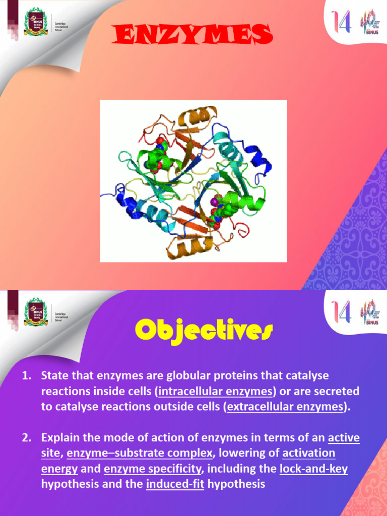 Gr10Sci - Enzymes and Mode of Action | PDF | Enzyme | Cofactor ...