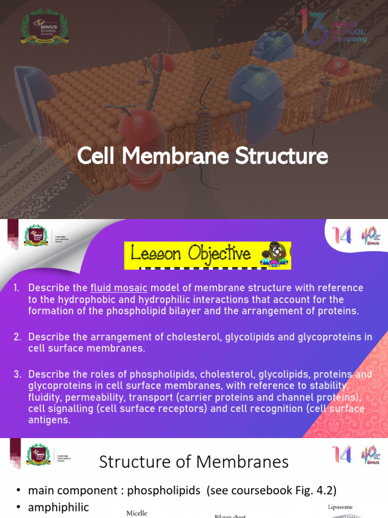Grade 10science - Cell Membrane Structure | PDF | Cell Membrane | Phospholipid