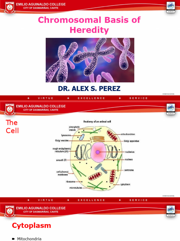 Lesson 2 Chromosomal Basis of Heredity | PDF | Meiosis | Mitosis