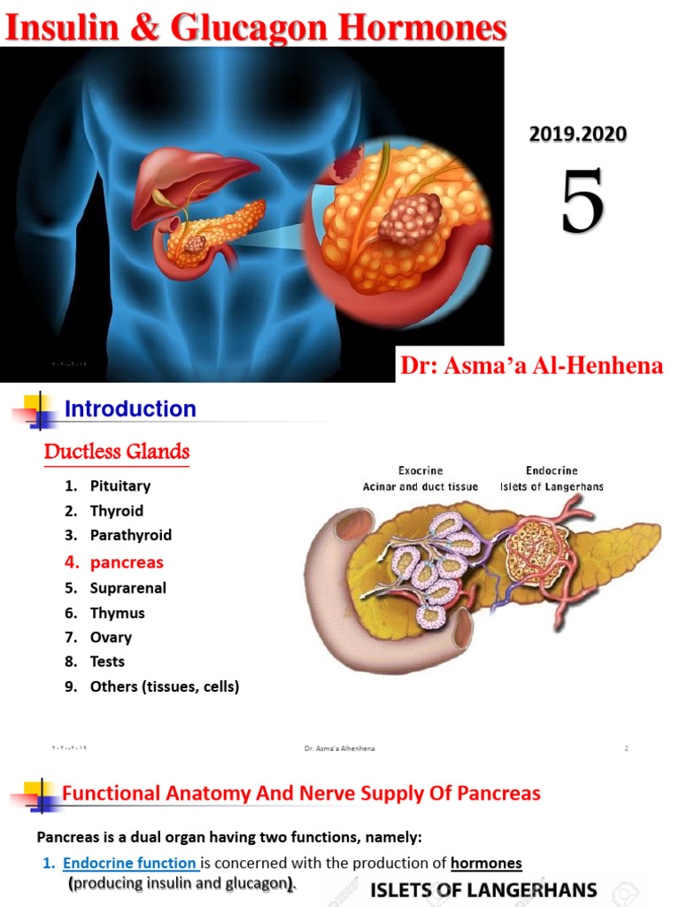 5 - Insulin & Glucagon Hormones | PDF | Insulin | Pancreas