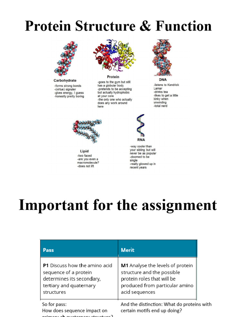 Unit 29 Biochem Proteins | PDF | Alpha Helix | Proline