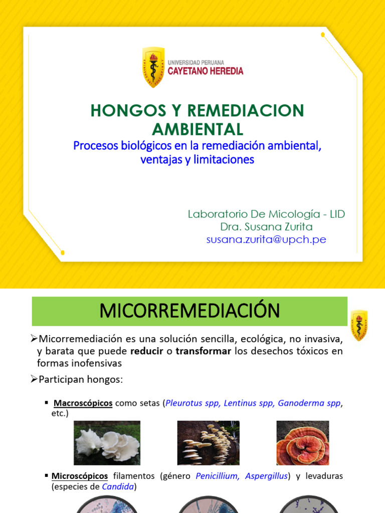 Hongos y remediacion ambiental | PDF | Hongo | Peroxidasa