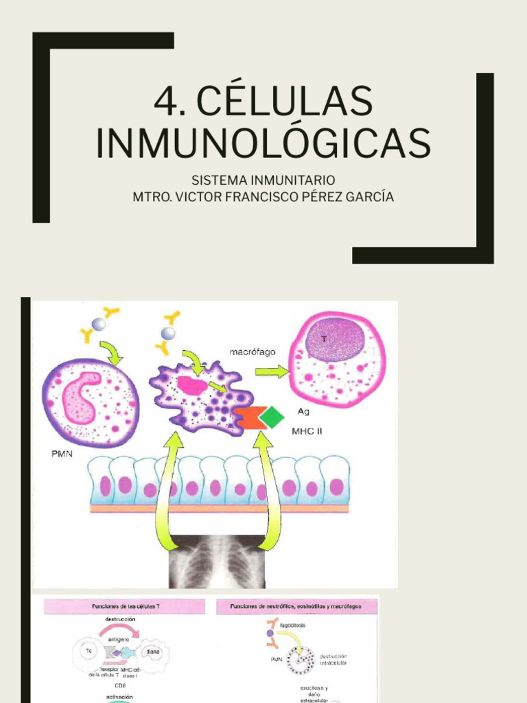4.c-Lulas Inmunes | PDF | Linfocitos | Leucocito