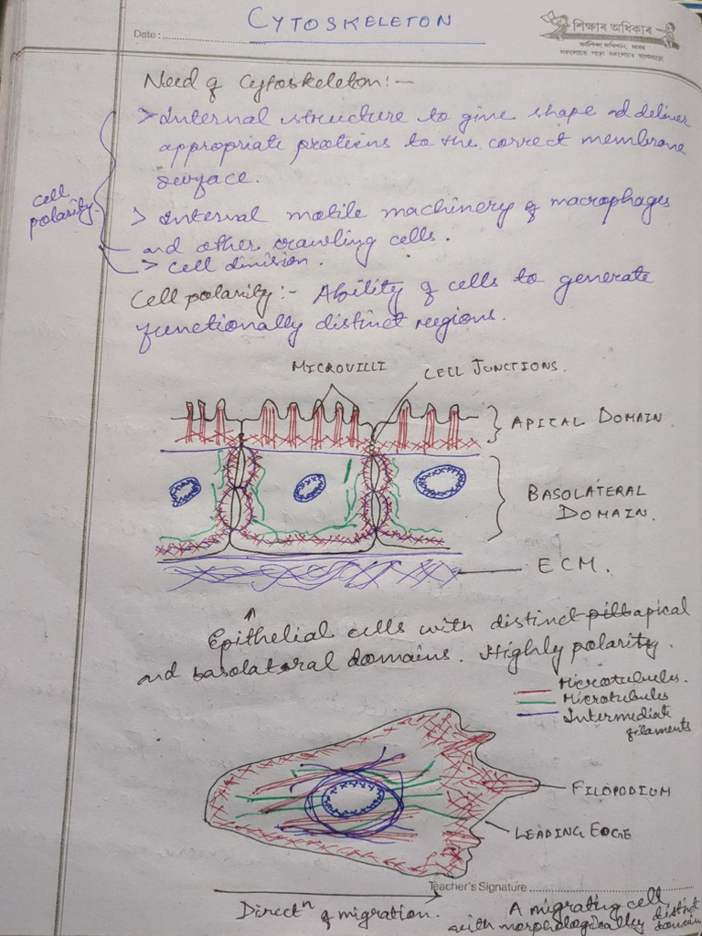 Cytoskeleton For Degree | PDF