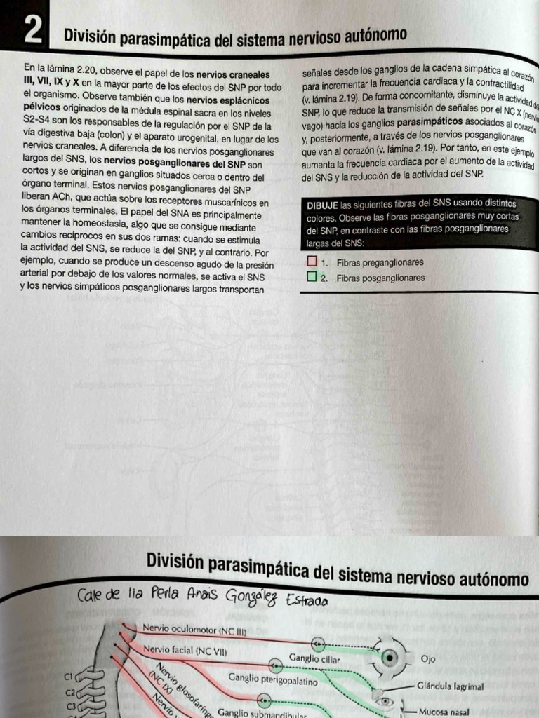 División Parasimpática Del Sistema Nervioso Au On | PDF | Sistema ...