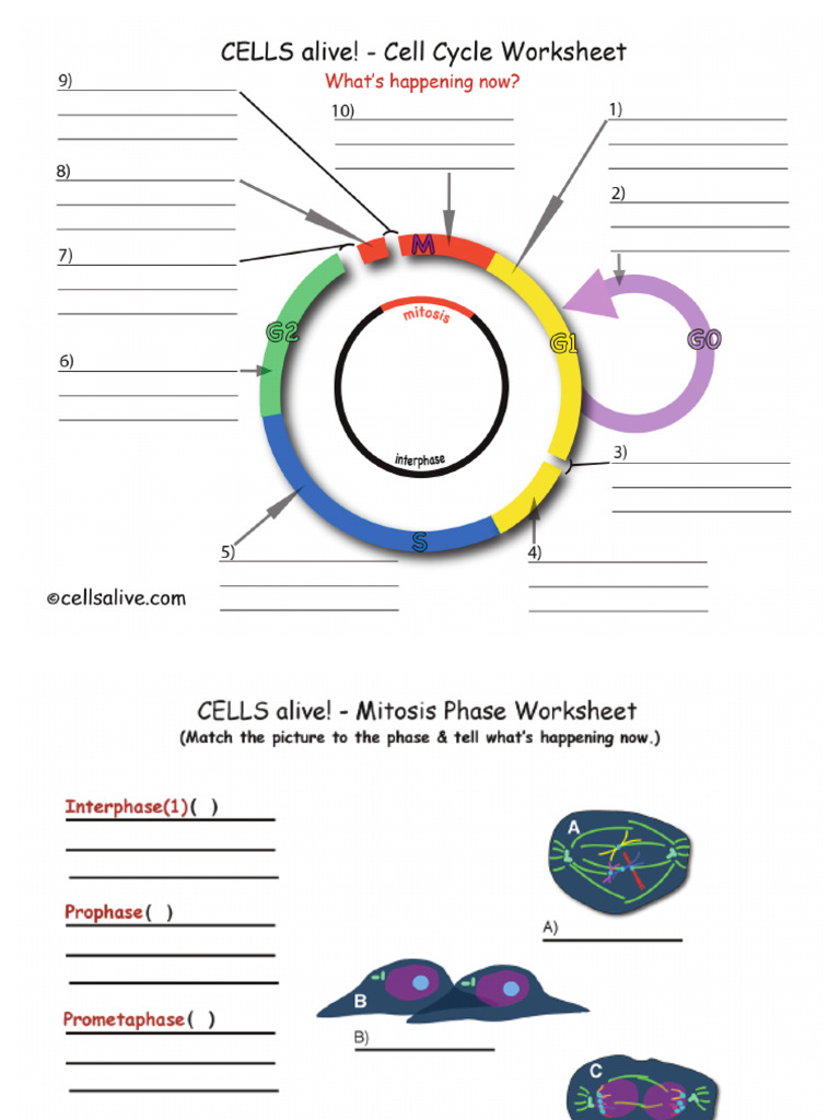 cell_cycle_diagram | PDF