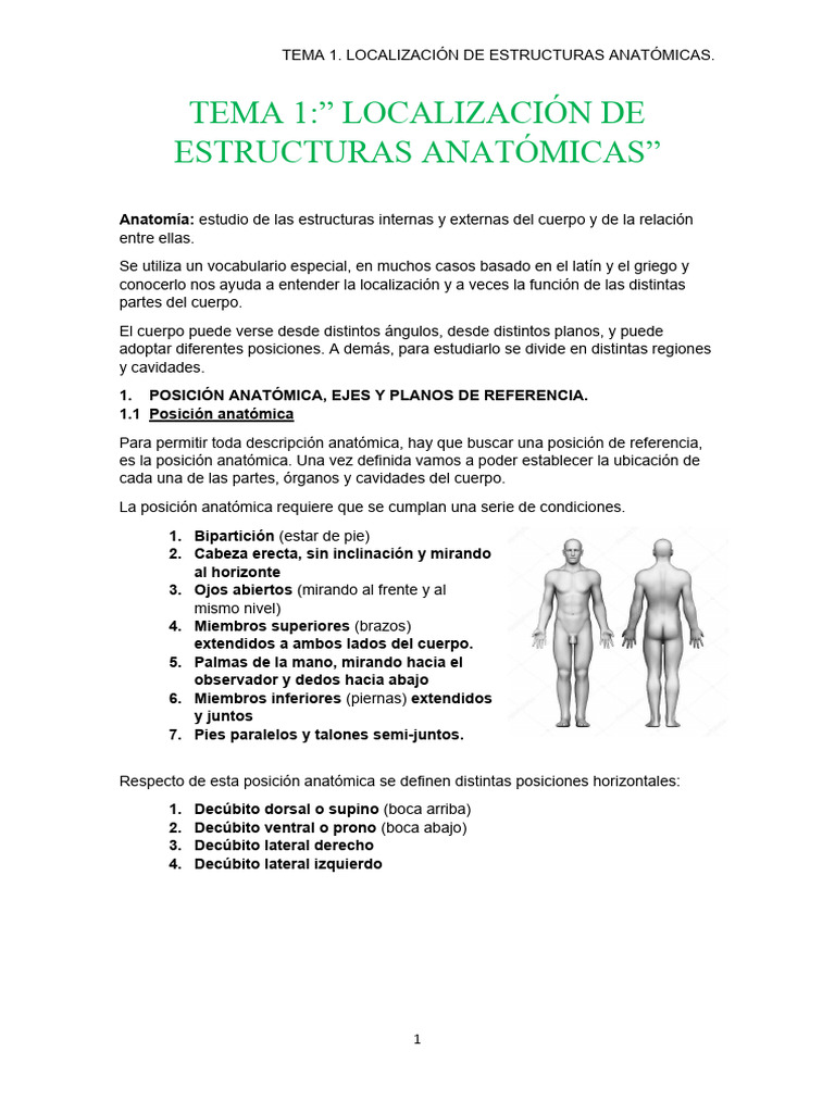 Wuolah Free TEMA 1. LOCALIZACION DE ESTRUCTURAS ANATOMICAS. | PDF | Abdomen | Términos ...