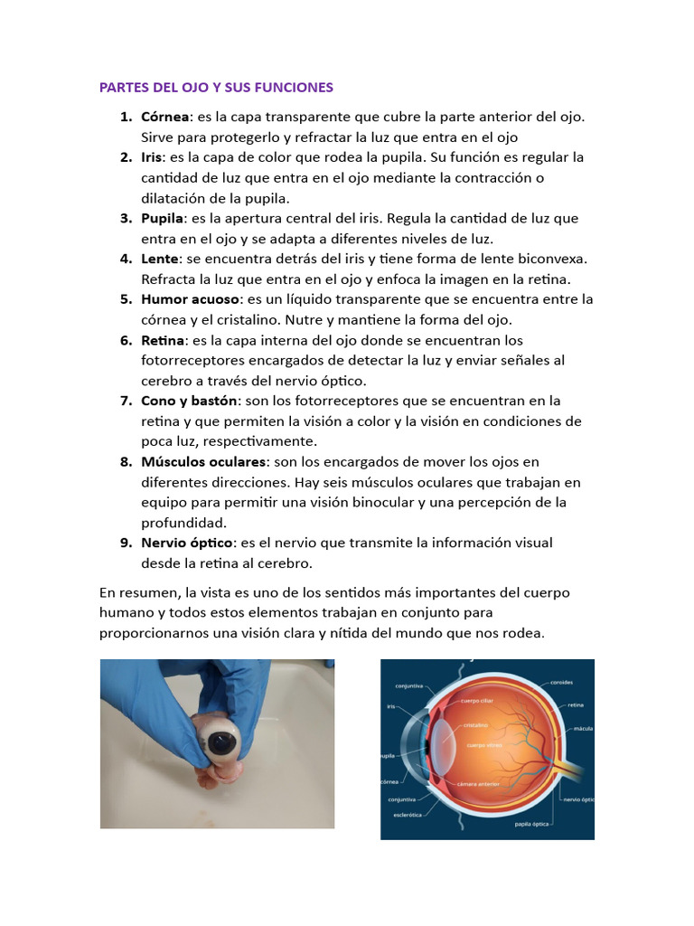 Partes del Ojo y sus Funciones | PDF
