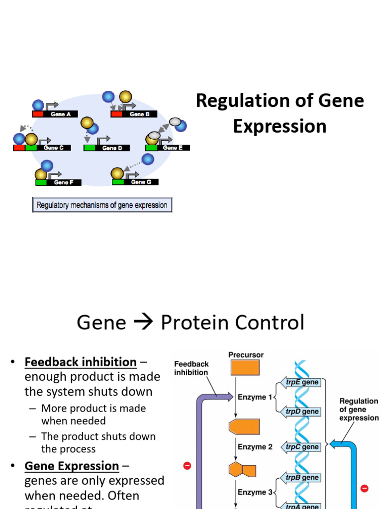 Regulation of Gene Expression | PDF | Operon | Regulation Of Gene ...