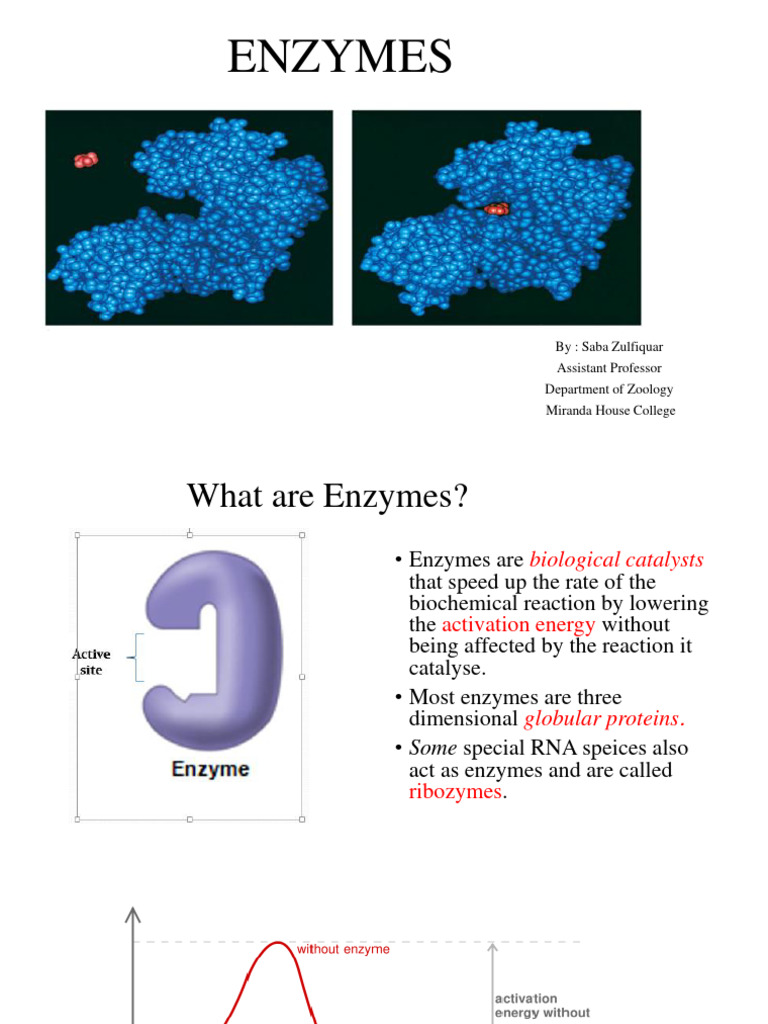 ENZYMES[1] | PDF | Enzyme | Enzyme Kinetics