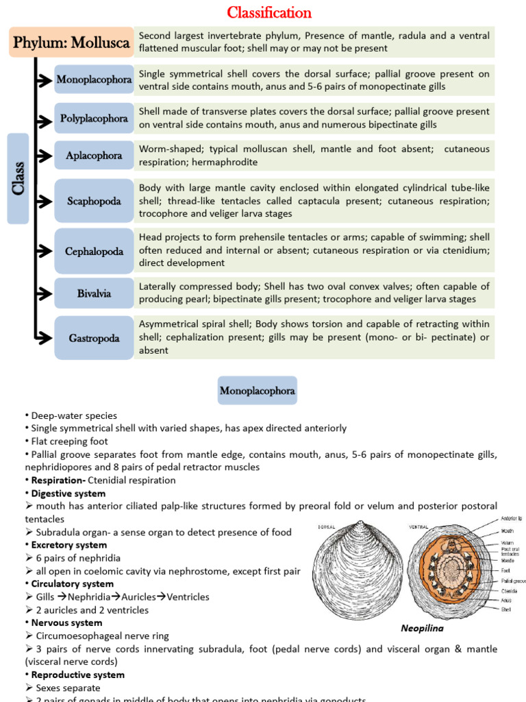 Mollusca Part 2 | PDF | Mollusca | Bivalvia