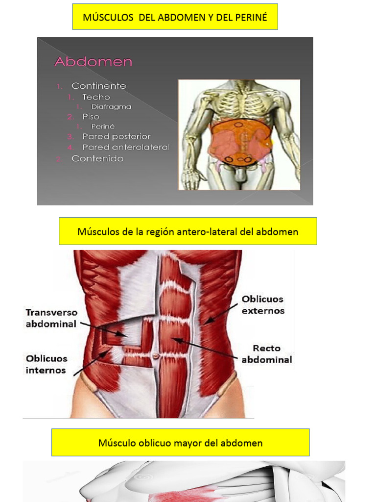 26-10-20 - Musculos Abdomen y Periné | PDF | Abdomen | Sistema ...