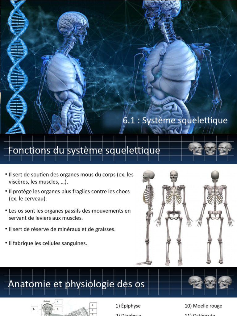 Systeme Squelettique | PDF | Os | Vertèbre
