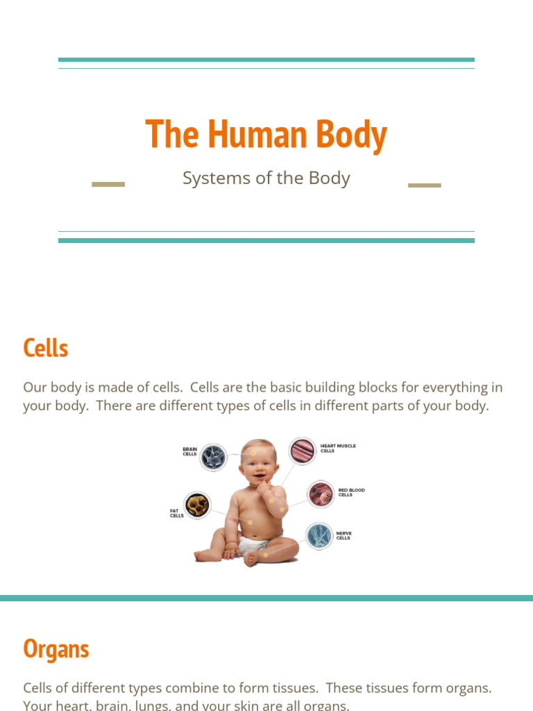 The Human Body | PDF | Self-Improvement | Science & Mathematics