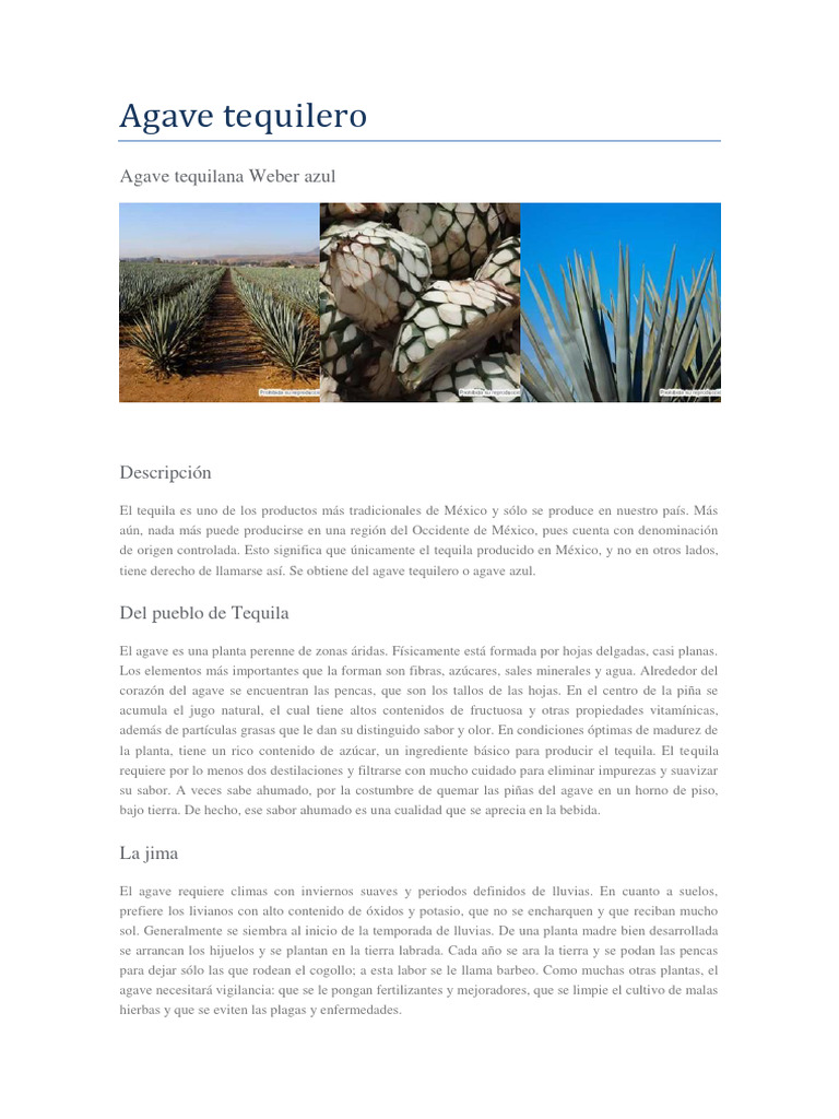 Agave Tequilero Monografias | PDF