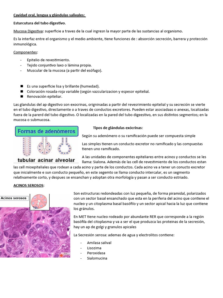 T5 - Cavidad Oral, Lengua y Glándulas Salivales | PDF | Epitelio | Membrana mucosa