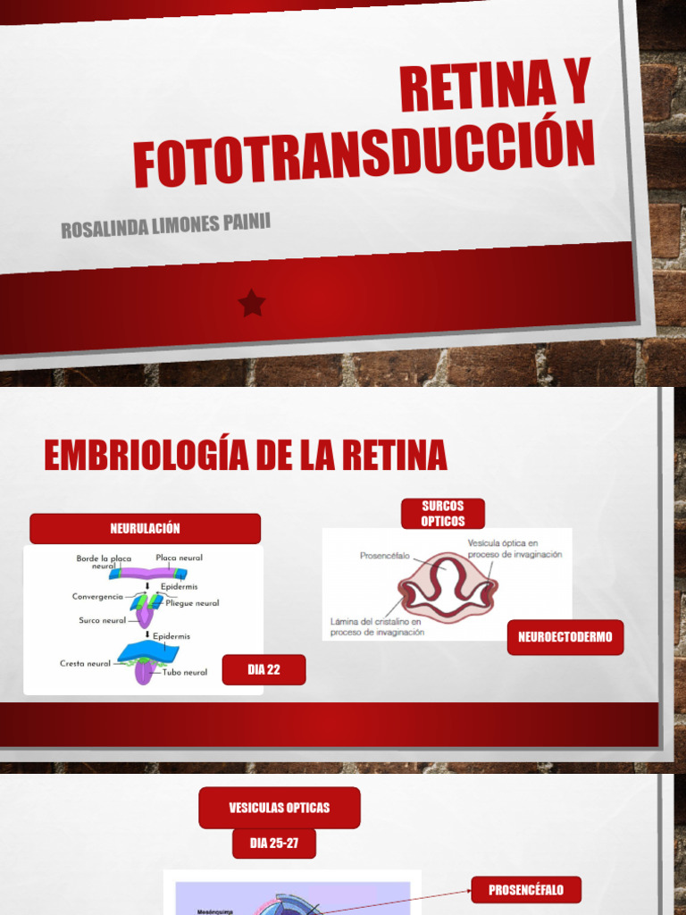 Fototransducción en la Retina | PDF | Percepción visual | Retina