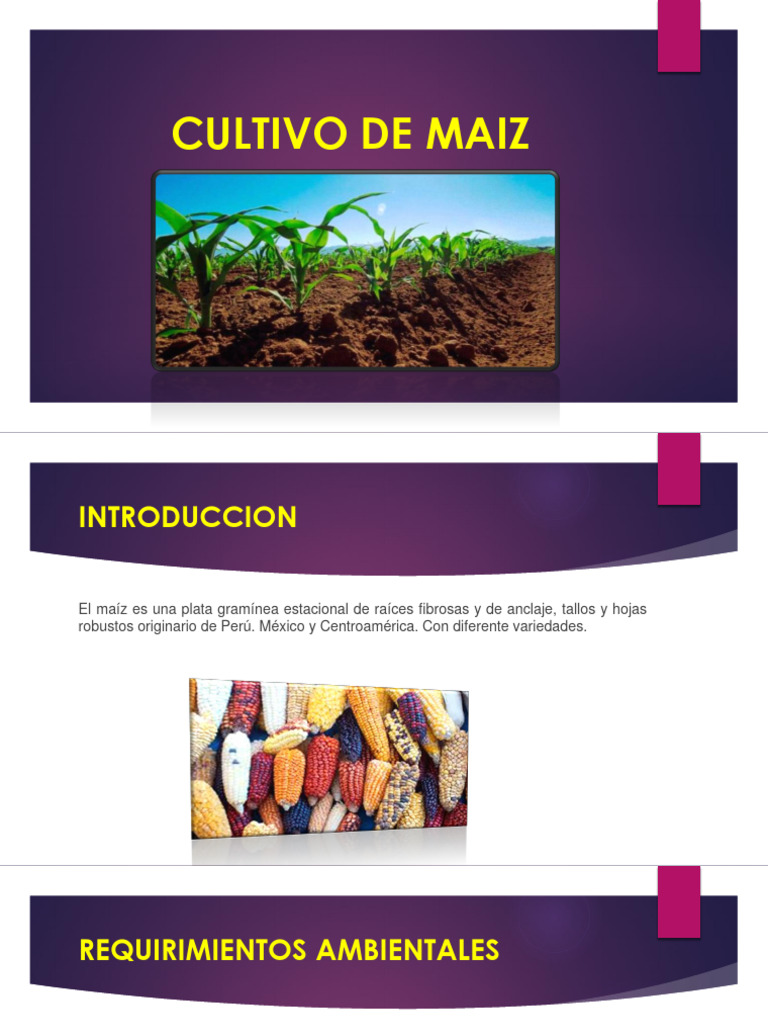 Cultivo de Maiz | PDF