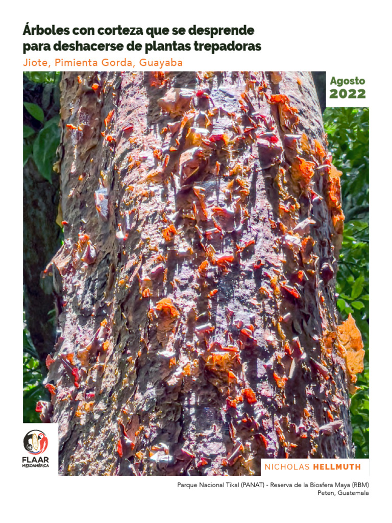 PANAT Arboles Corteza Descascarada Jiote Jamaica Guayaba Ago 2022 MR AG ...
