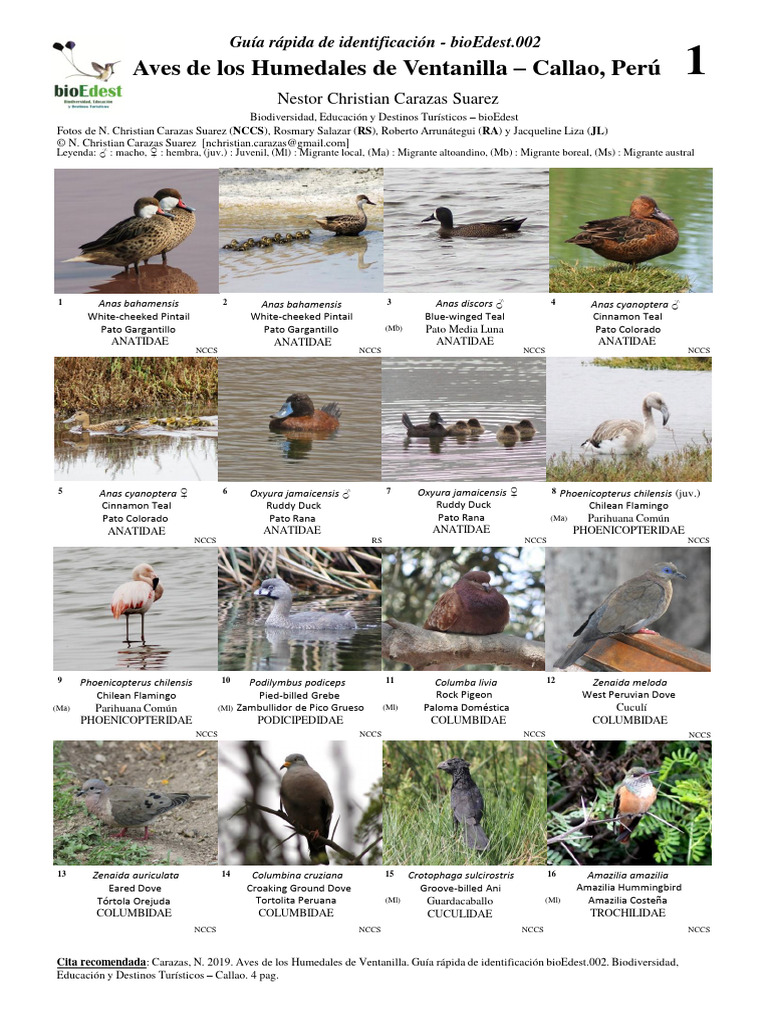 Aves de Los Humedales de Ventanilla Call | PDF | Aves | Ornitología