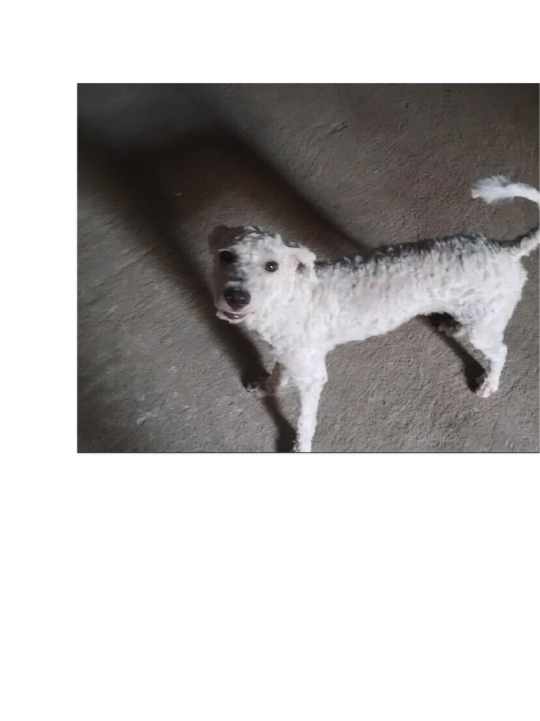 Afiche Manuel para Betsy | PDF