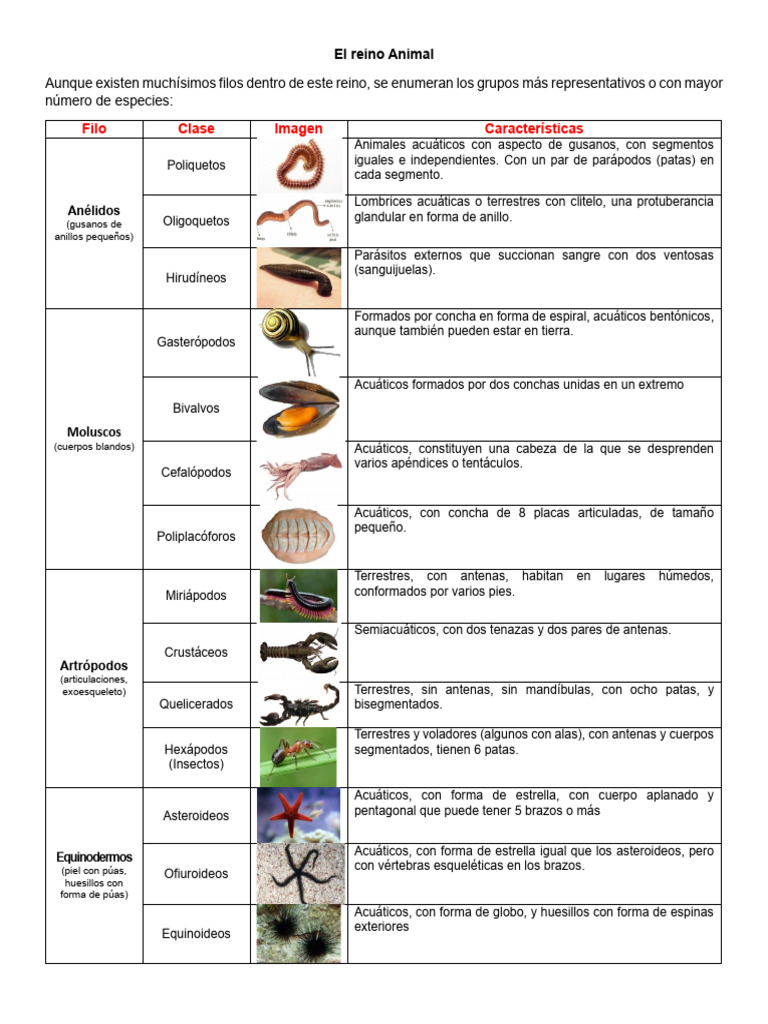 Clasificación del Reino Animal | PDF | Vertebrados | Esqueleto