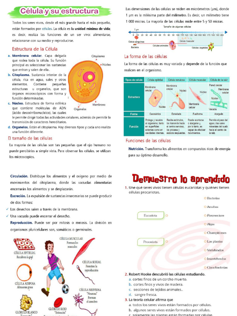 LA CÉLULA PARA IMPRIMIR | PDF