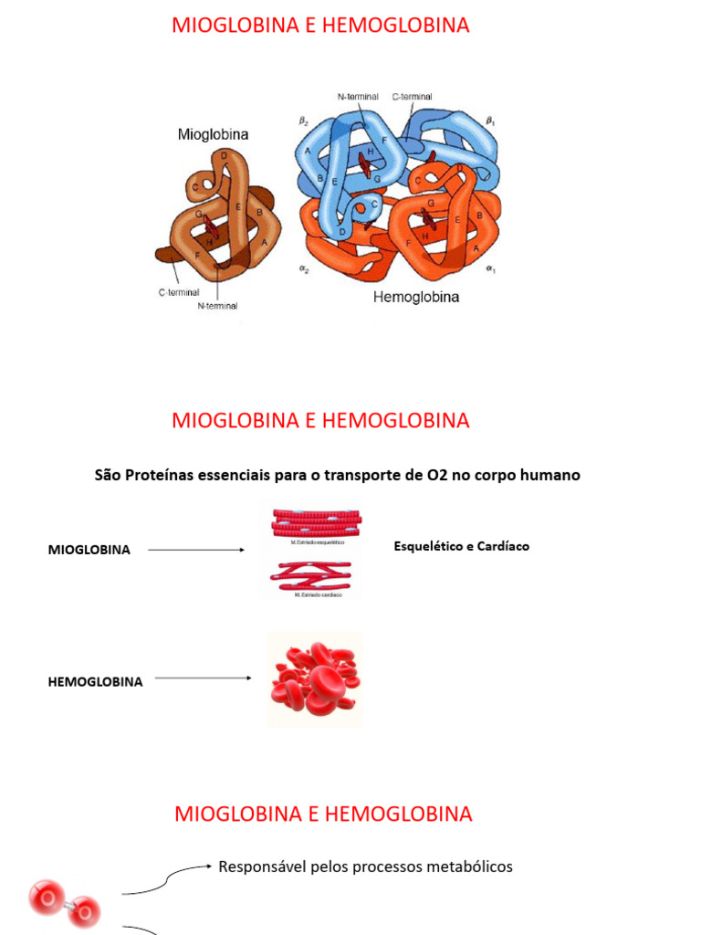 Aula 6 Mioglobina e Hemoglobina | PDF | Hemoglobina | Porfirina