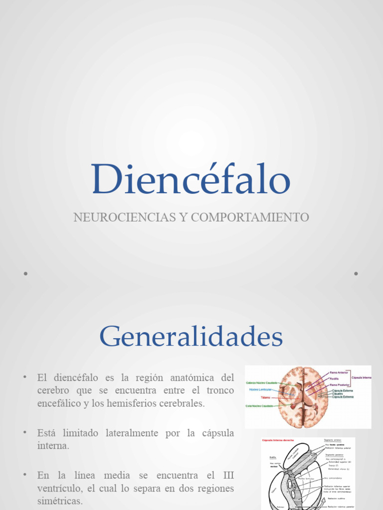 Diencéfalo | PDF | Tálamo | Órgano (anatomía)