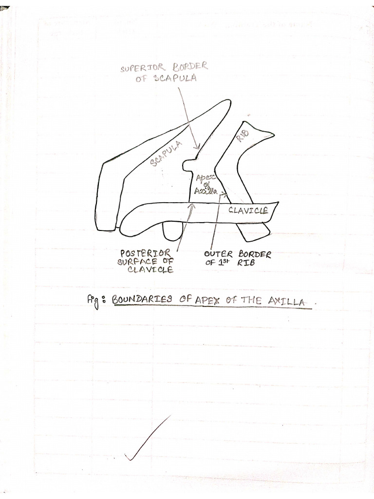 General Human Anatomy Manual | PDF