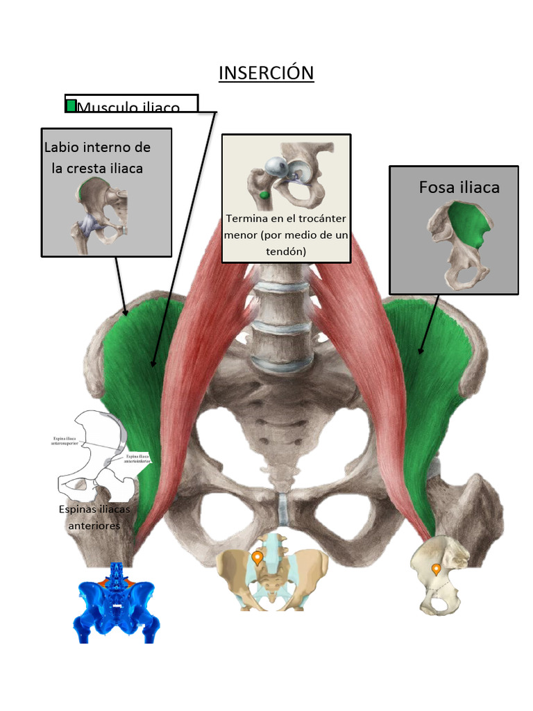 Musculo Iliaco | PDF