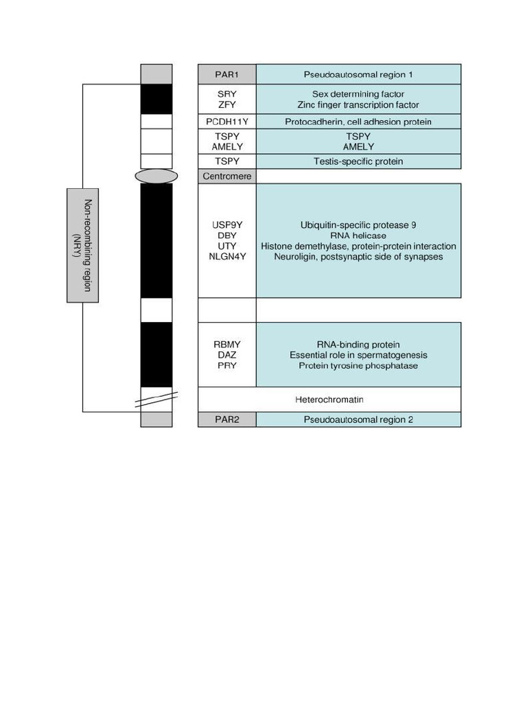 Non Recombination Region (NRY) | PDF